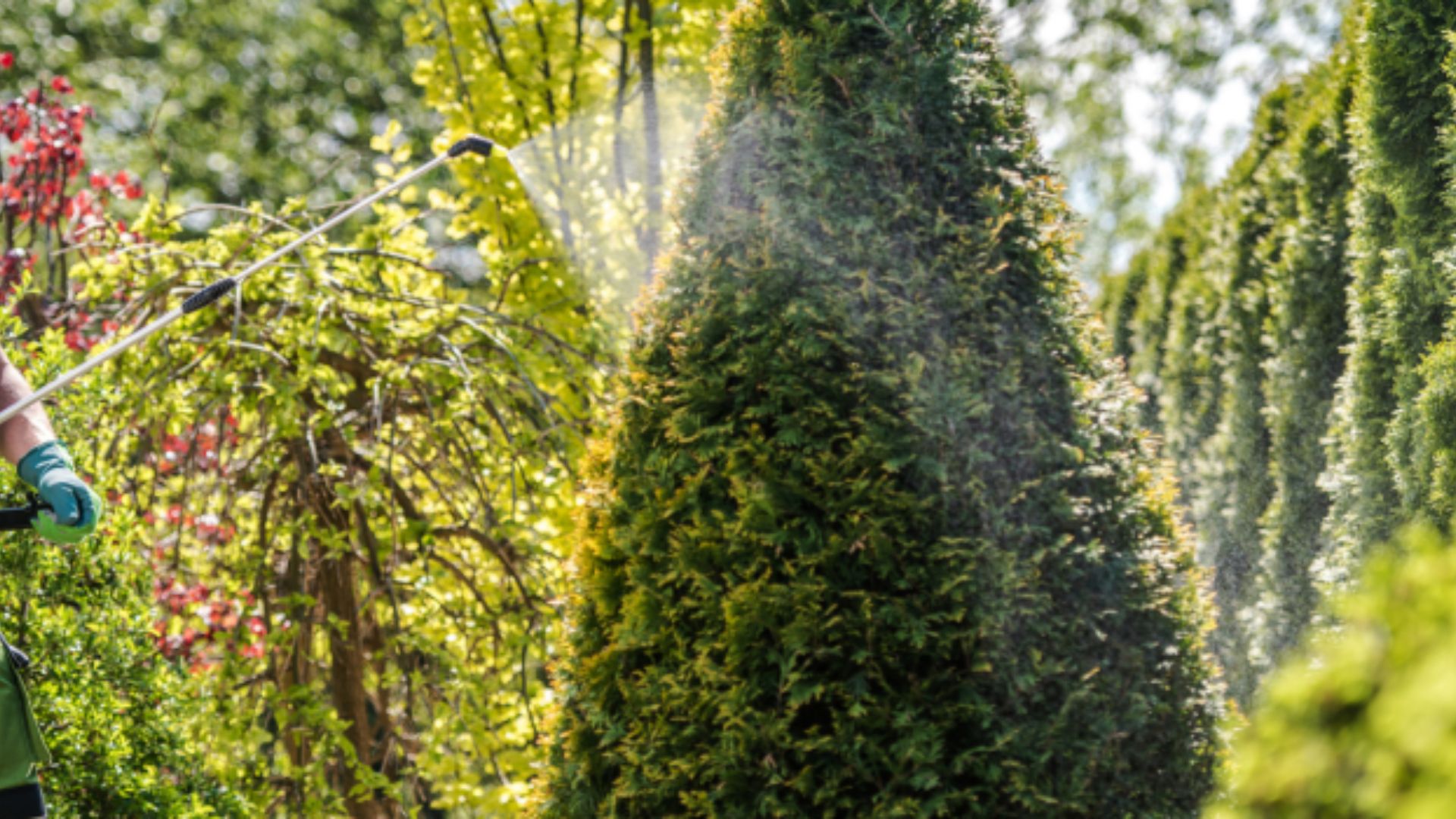 Benefits of Professional Bug Spraying vs. DIY Methods | Fox Mowing and ...